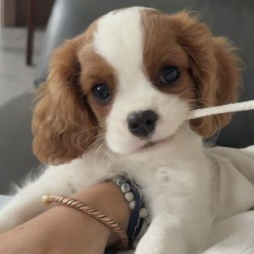 Кавалер кинг-чарльз-спаниель, щенок