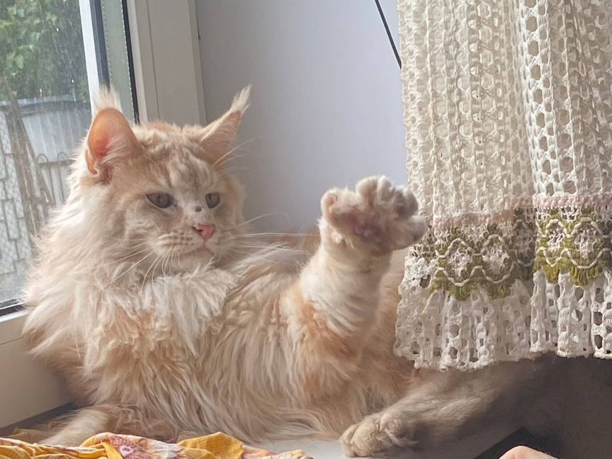 Кот Нина который умеет проявлять любовь