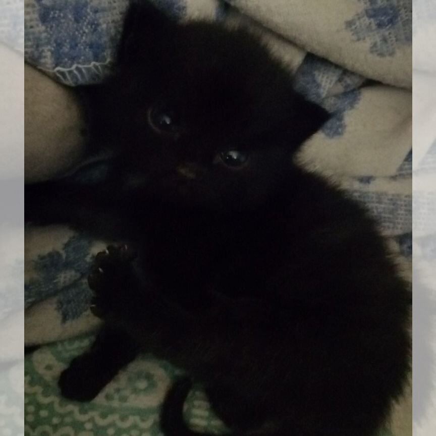 Котёнок в добрые руки