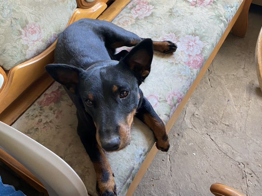 Вязка ягдтерьера