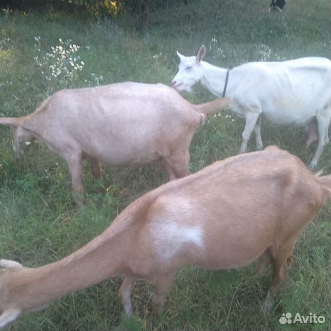 Продаются две козочки двухлетки