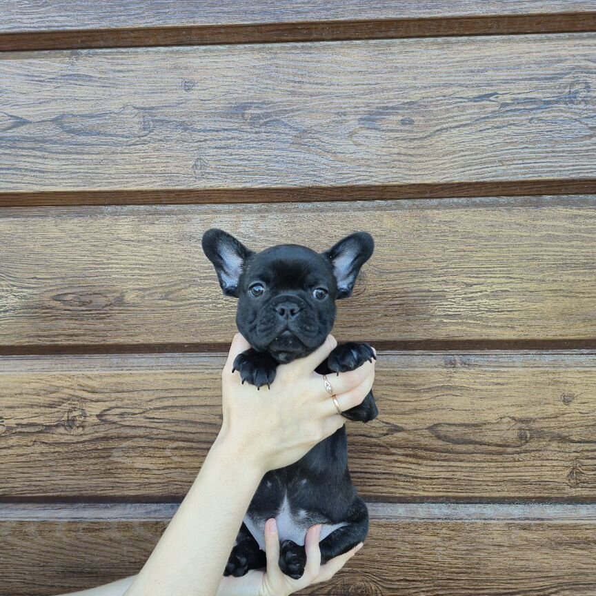 Французский бульдог, щенок