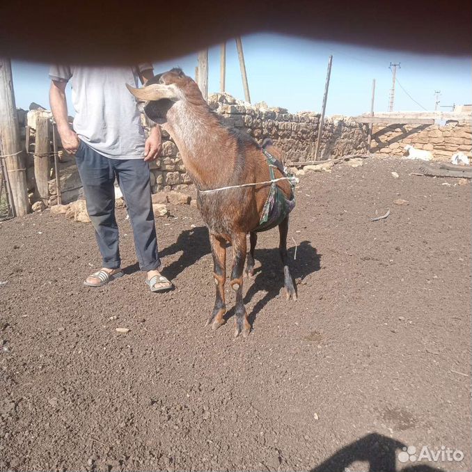 Нубийский казел