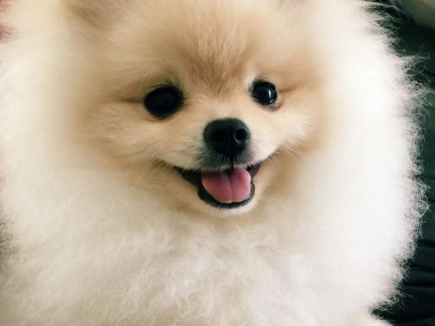 Шпиц найден потерялся