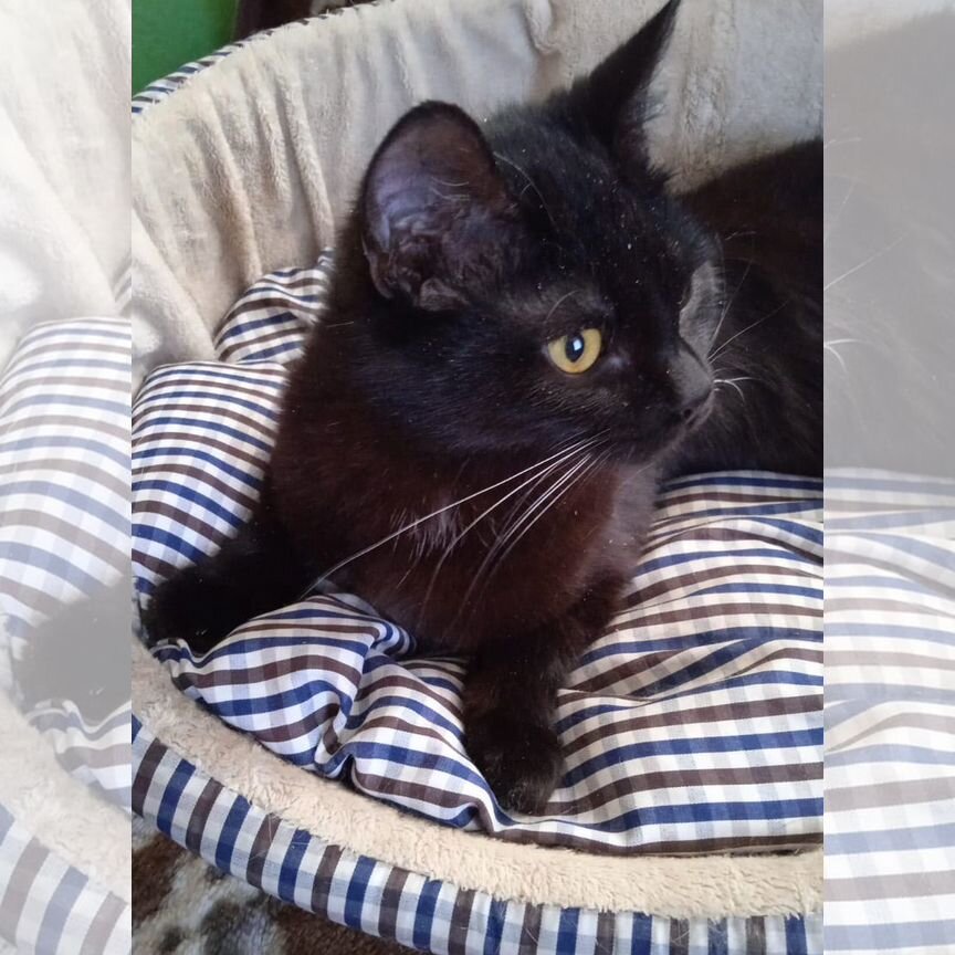 Ласкуша котенок подросток