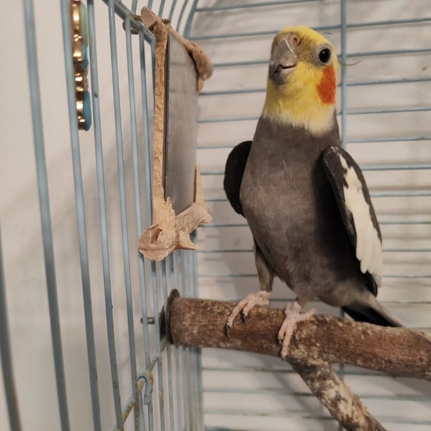 Попугай корелла с клеткой