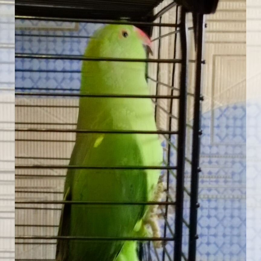 Ожереловый попугай самец