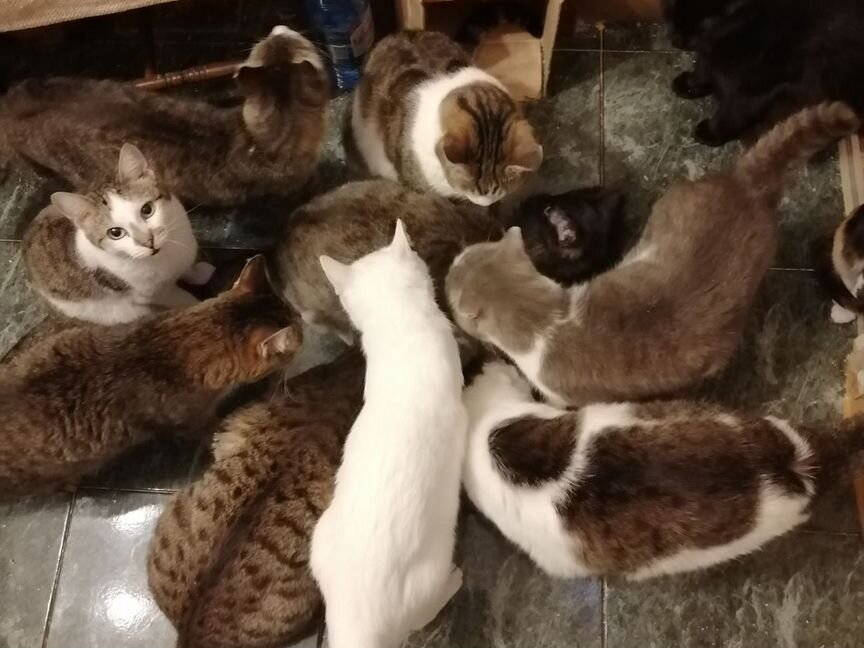 Котейки просят оказать помощь
