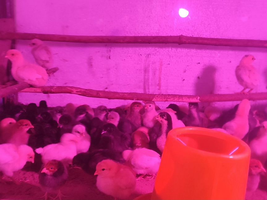 Цыплята две недели