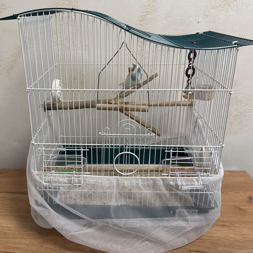 Волнистый попугай