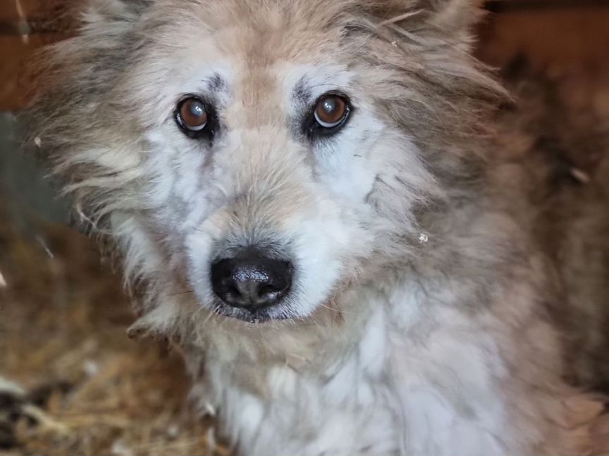 Спасите Кешу. Приют Некрасовка