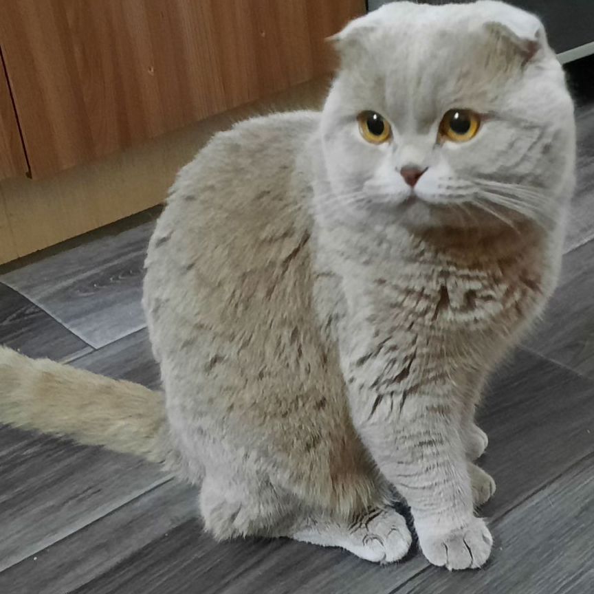 Британский кот на вязку