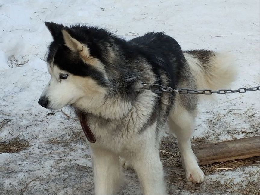 В самые добрые руки