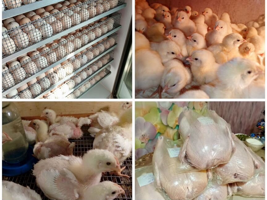 Инкуб. яйцо, цыплята, комбикорма