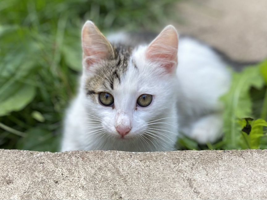 Котик Пуфик ищет дом