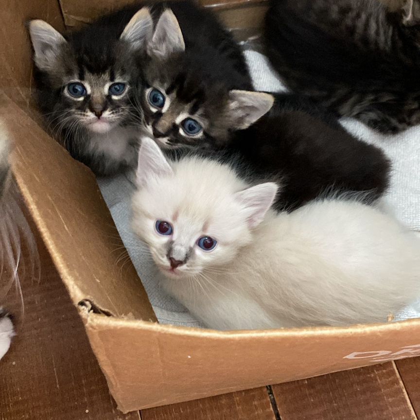Домашние животные котята