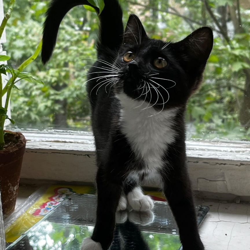Котенок Рита
