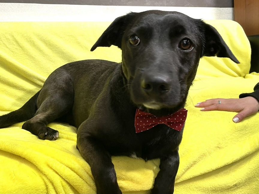 Маленькая собака