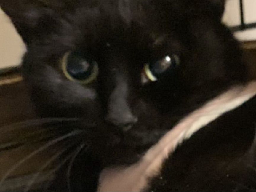 Сжальтесь над кошечкой