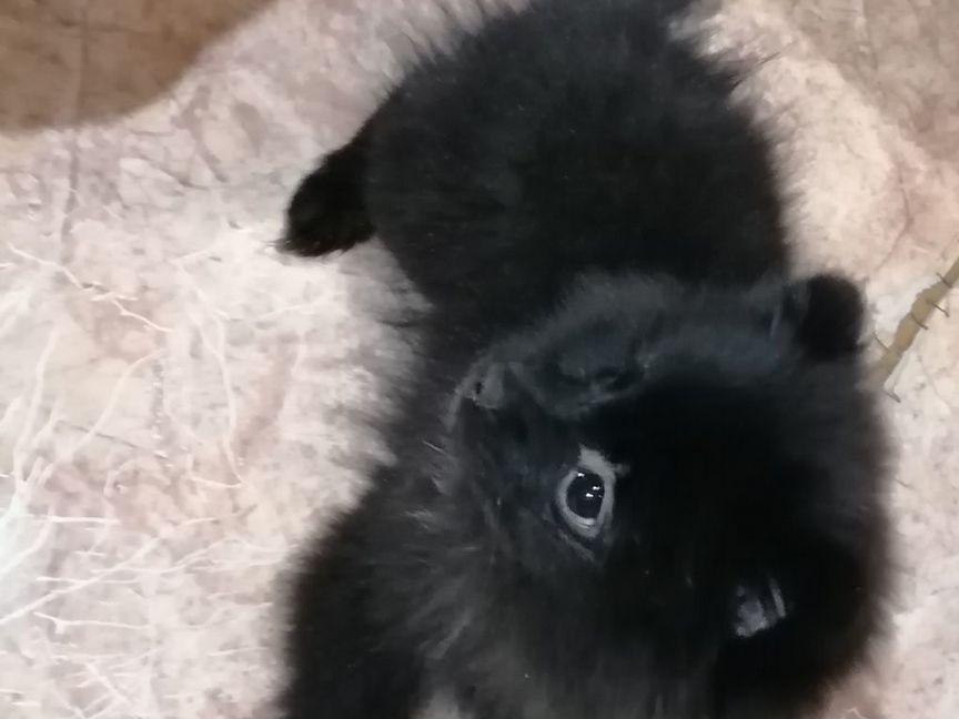 Померанский шпиц