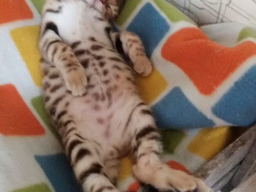 Бенгальские котята