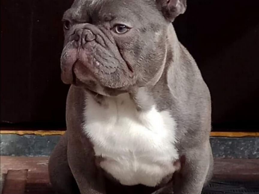 Французские Пусики