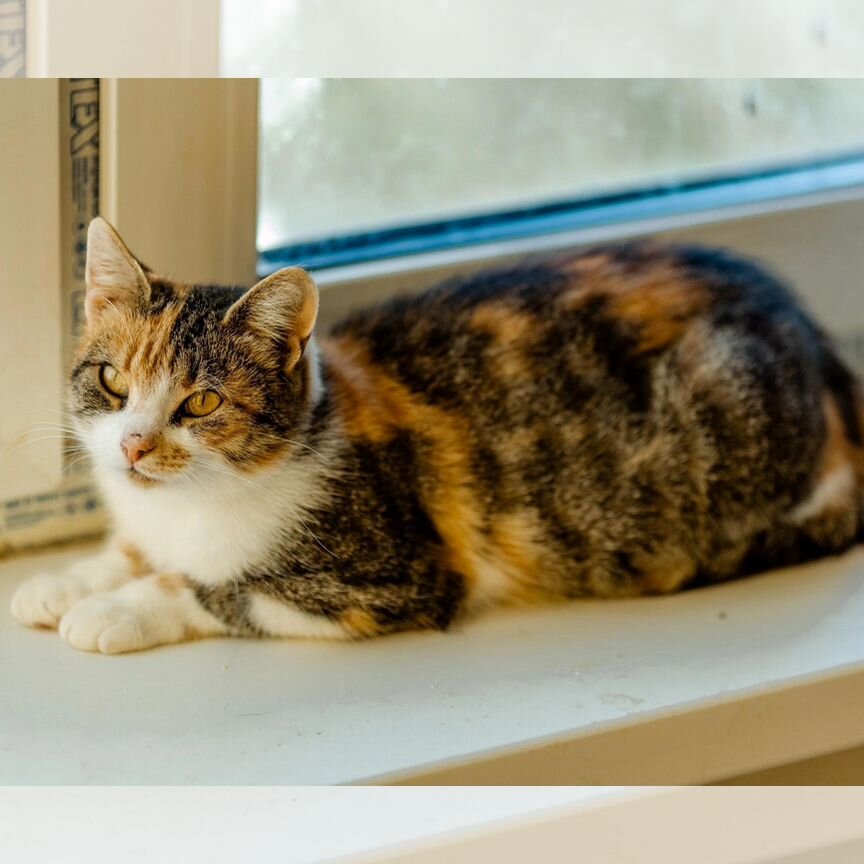 Люсенька хочет домой