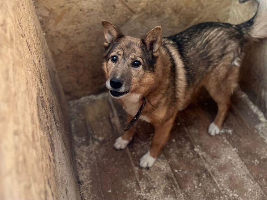 Марта.Есть ли шанс обрести семью.Приют Некрасовка