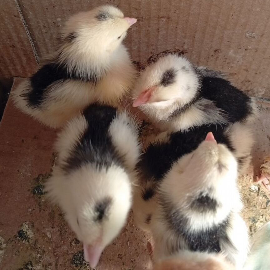 Инкубационное яйцо