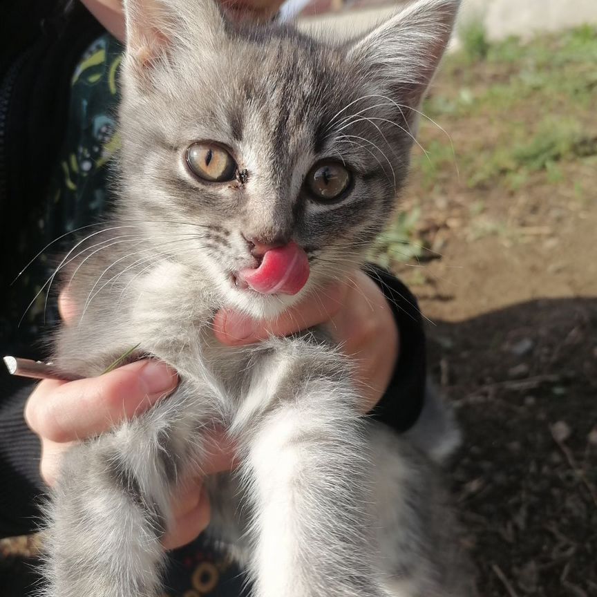 Отдам в добрые руки котёнка