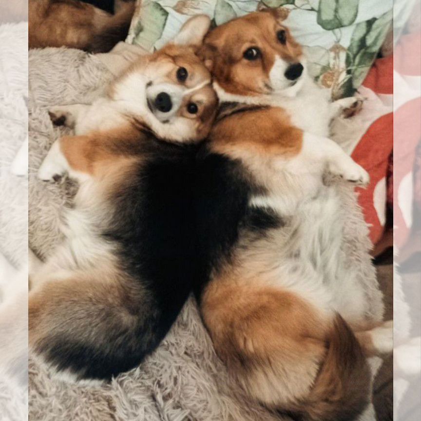 Вельш-корги пемброк