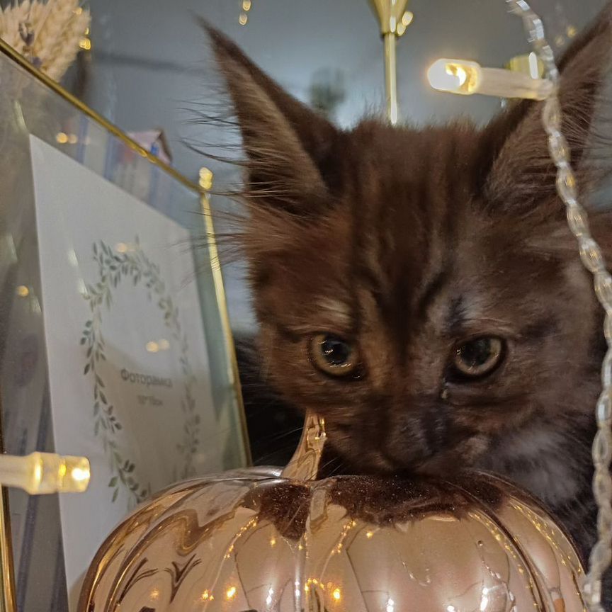Котята осенние