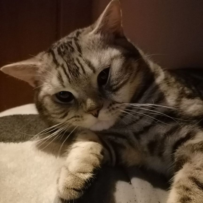 Шотландский котик вязка