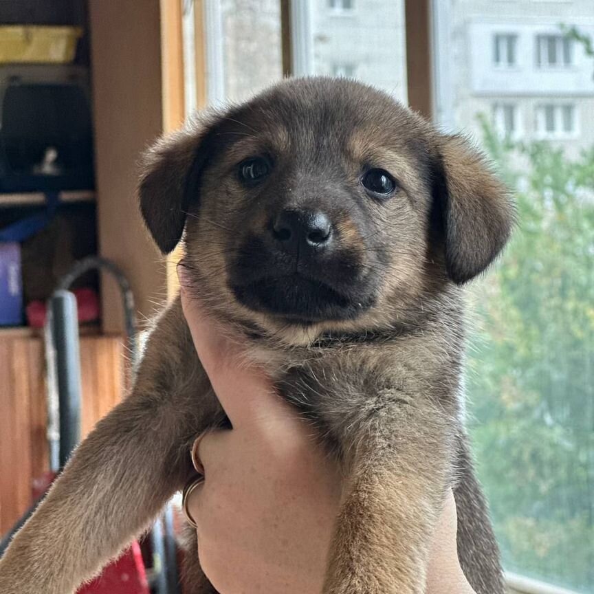 Малышарики ищут дом