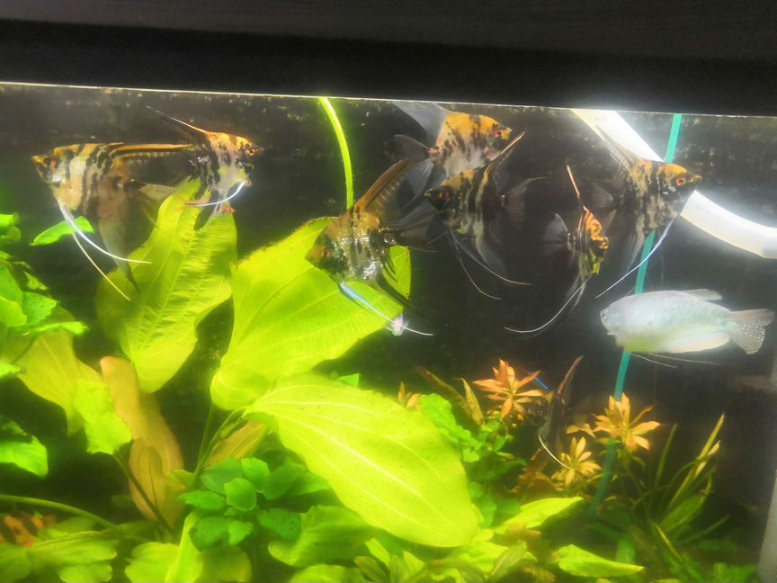 Аквариумные рыбки Склярии