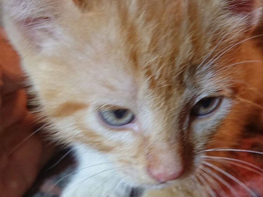 Мурчалка домашняя необыкновенная