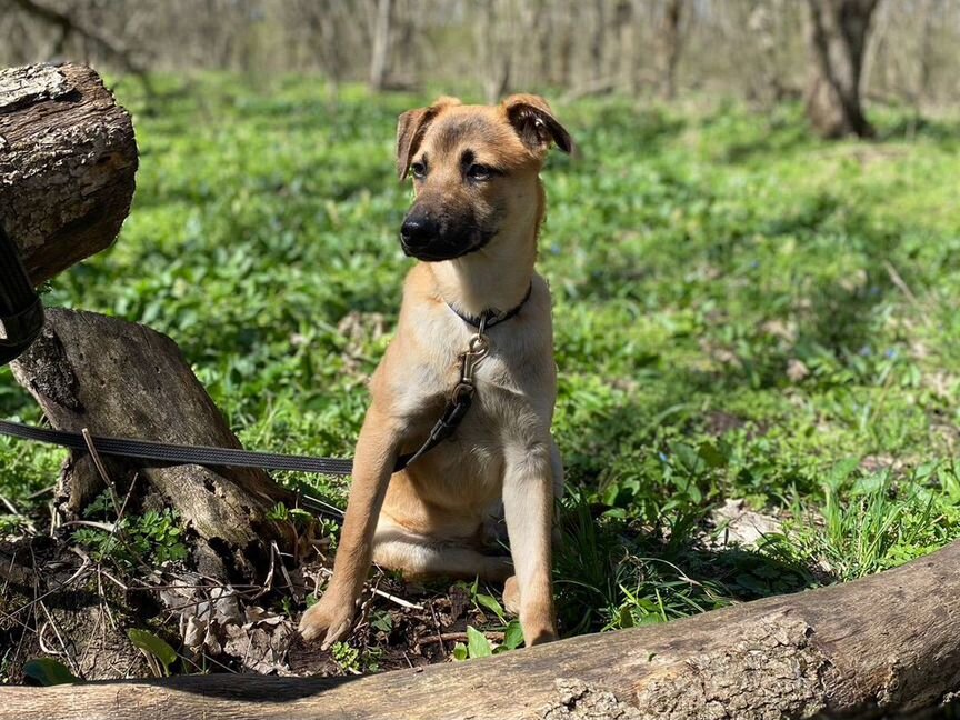 Щенок в добрые руки бесплатно