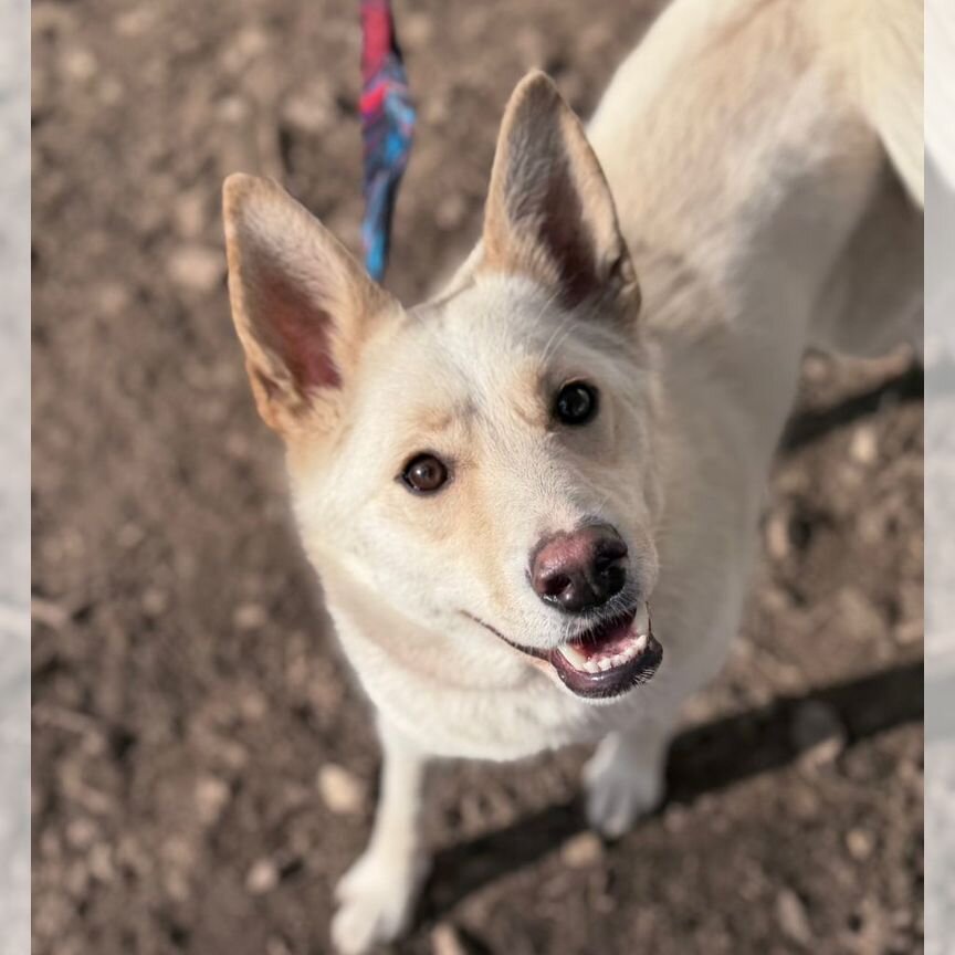 Западносибирская лайка, взрослая собака