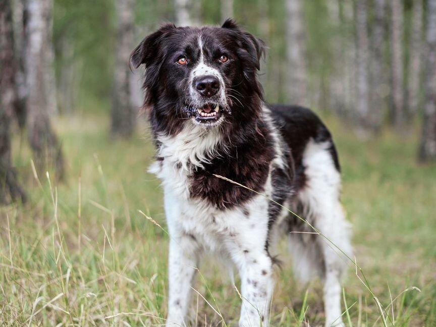 Собаке редкой породы не место в приюте