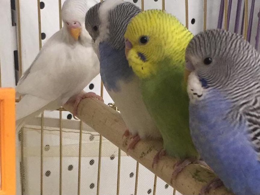 Волнистые попугайчики