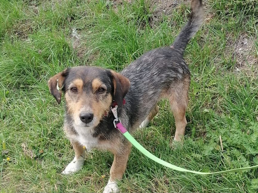 Уверенный в себе пёсик Ромка ищет дом