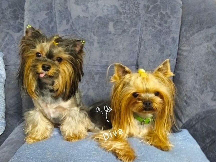 Йоркширский терьер щенки