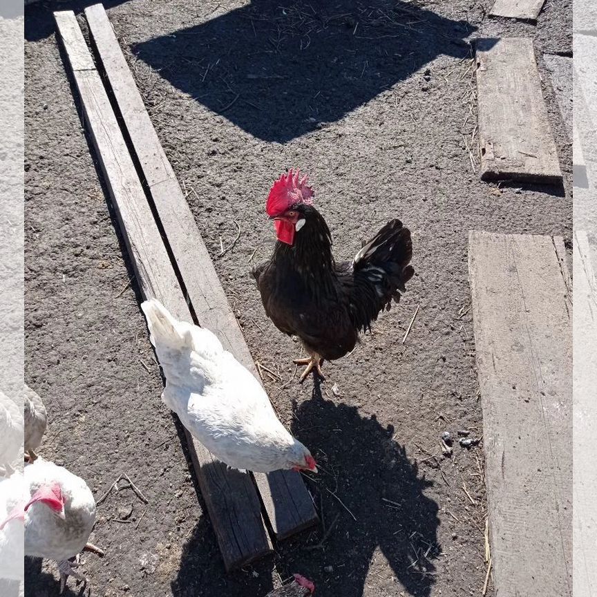 Петух молодой домашний