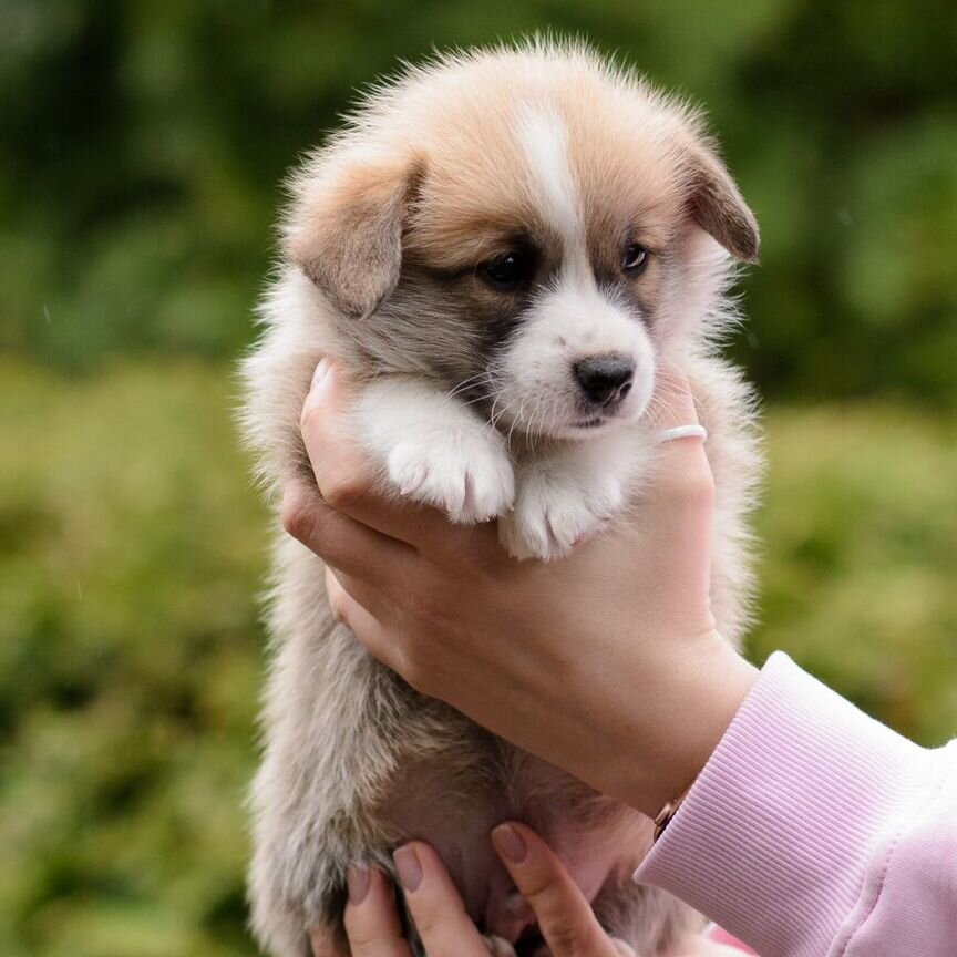 Вельш Корги Пемброк, щенок