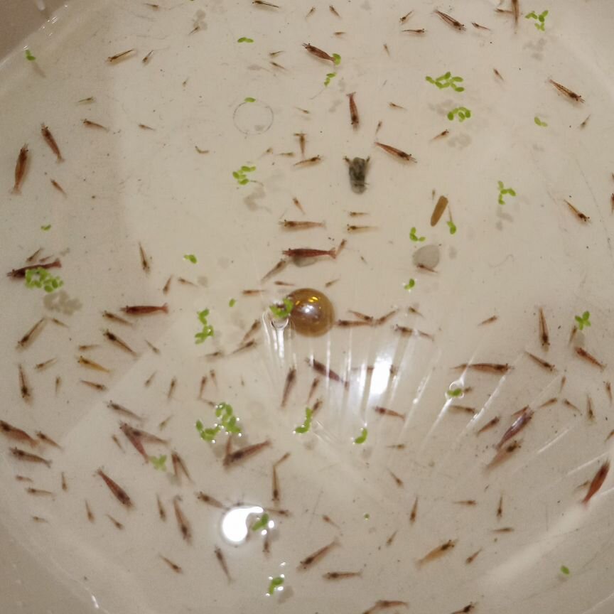 Креветки cherry