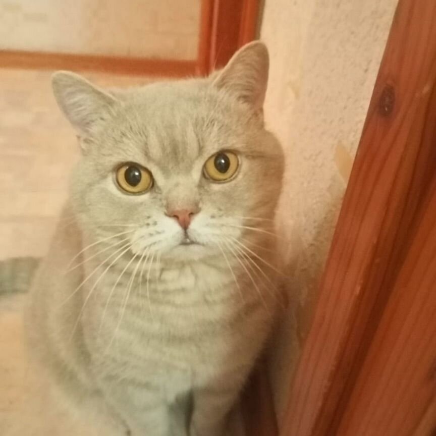Британская