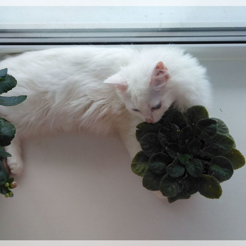 Турецкая ангора, взрослая кошка