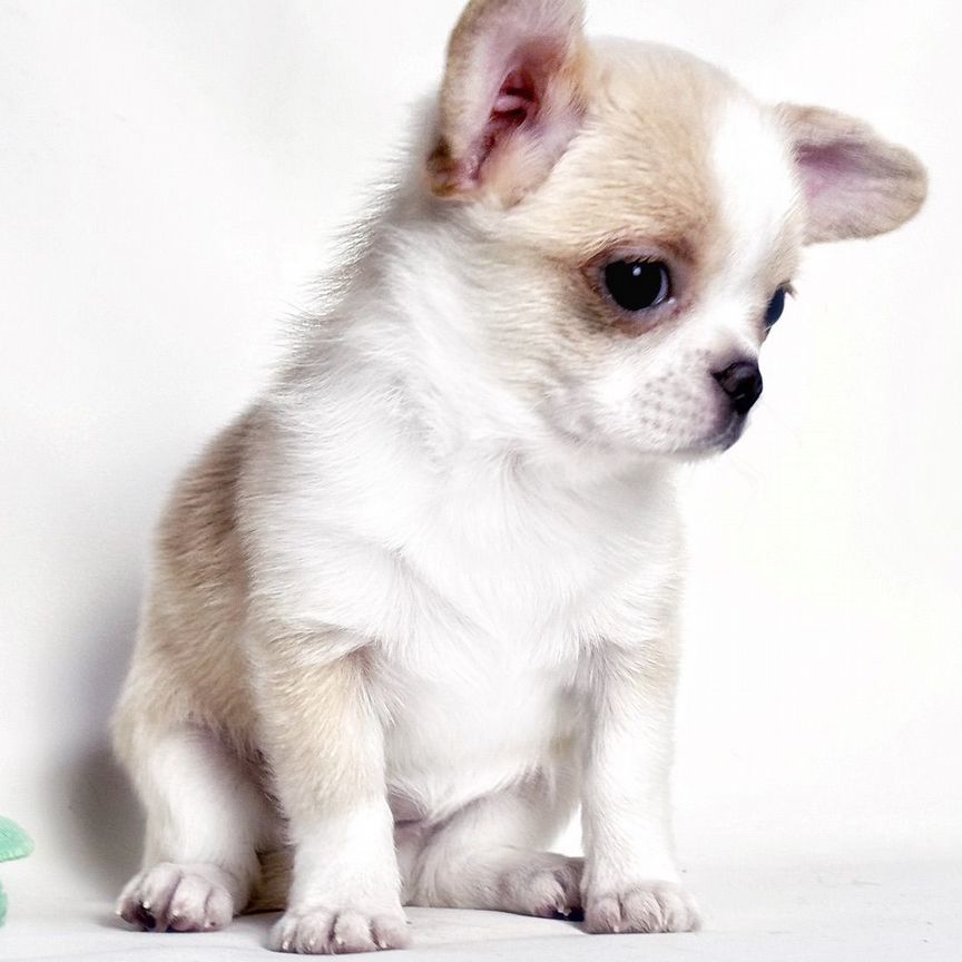 Чихуахуа, щенок