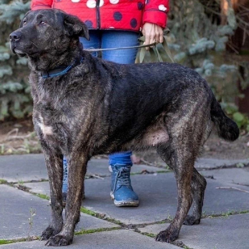 Отдам бесплатно собаку Зара