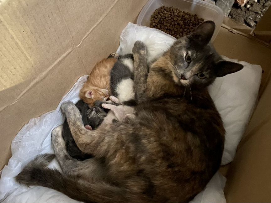 Кошка с котятами
